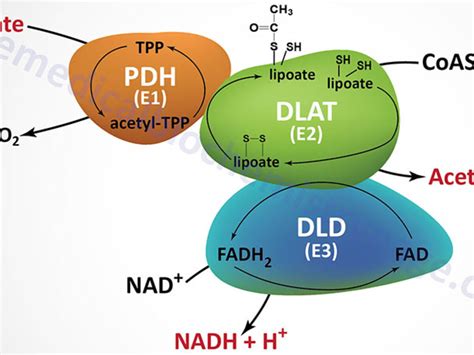 Pyruvate Dehydrogenase Structure