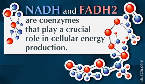 Cells Of All Living Organisms Need NADH And FADH Naturally Occurring Coenzymes For Energy