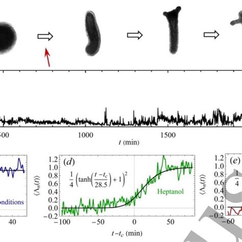 morphogenesis as phase transition dynamics a a stereotypical