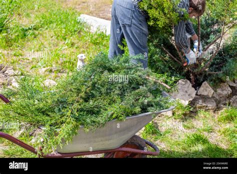 Pruning Trees In The Garden Juniper Branches After Pruning The Bush In