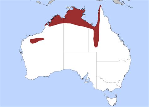 10 Facts About The Olive Python Snake Radar