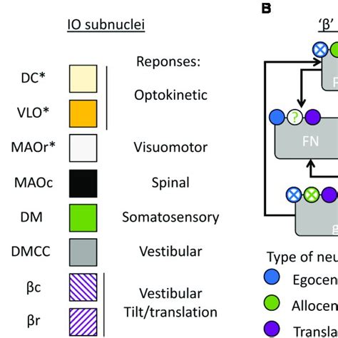 Kalman Filter Models Of Vestibular Information Processing A Overview