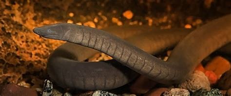 Caecilian Life Cycle