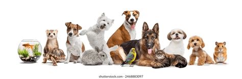 Ferrets Cute Photos Images And Pictures Shutterstock