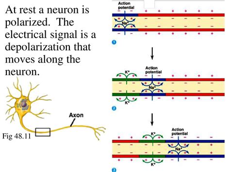 Sensing And Responding To The Environment Ppt Download