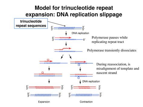 Chromosomal Dna Replication Ppt Download