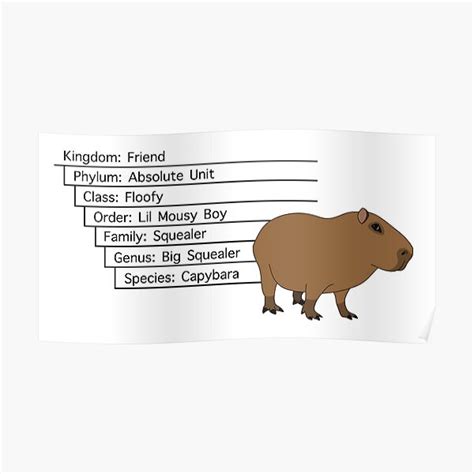 Capybara Classification Poster For Sale By Poetatoes Redbubble