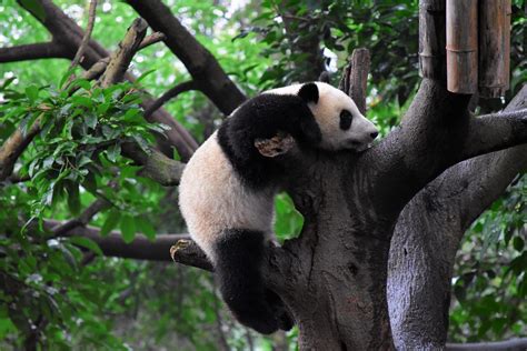 9 useful pandas methods you might have not heard about by eryk