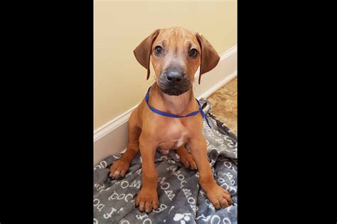 Rhodesian Ridgeback Puppies For Sale In New York