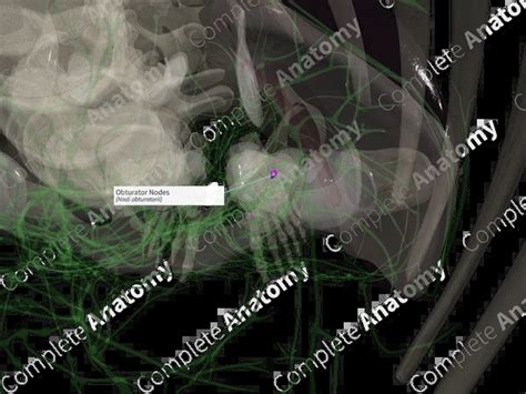 Obturator Nodes Right Complete Anatomy