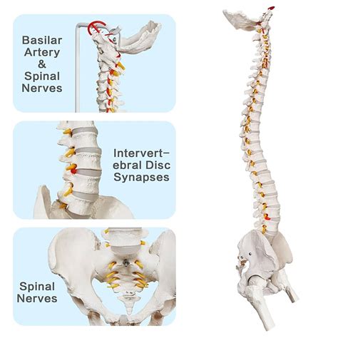Spinal Nerve Model Spinal Cord 3d Images Browse 20373 Stock