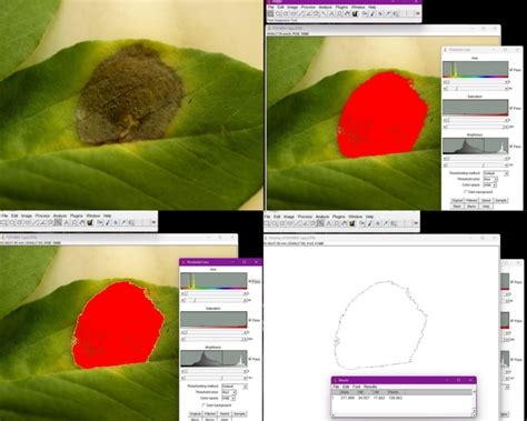Necrotic Area Measurement Using Imagej Software A Necrotic Lesion On