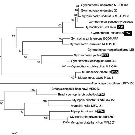 Evolutionary Relationships Using Neighbor Joining Method Download Scientific Diagram