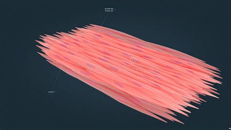 Smooth Muscle Is One Of Three Types Of Muscle Tissue Alongside Cardiac