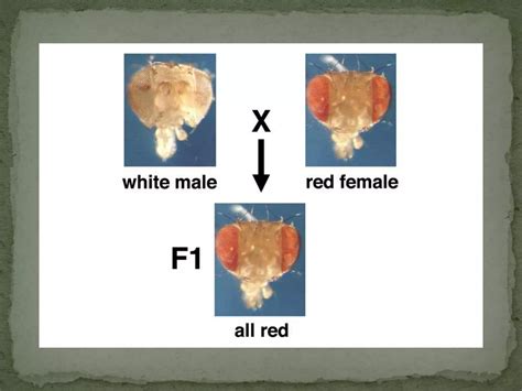 sex linked inheritance pptx