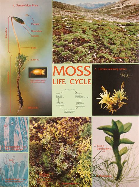 Moss Life Cycle Chart Flinn Scientific