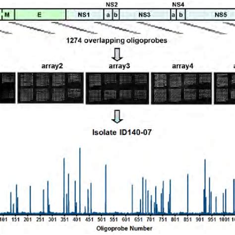 Scheme Of The Wnv Microarray Assay Five Arrays Containing 1274