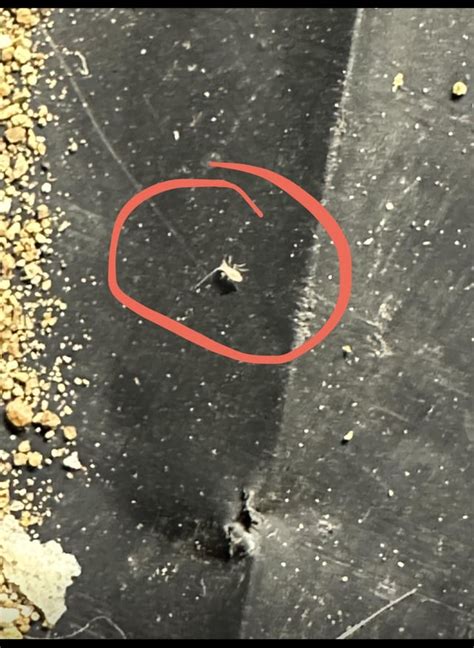 Tiny White Bug Rbugidentification