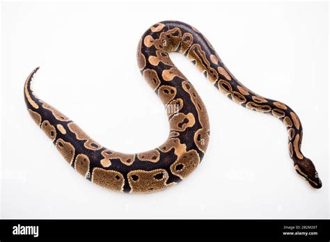 A Royal Ball Python Python Regius Isolated On A White Background Stock Photo Alamy
