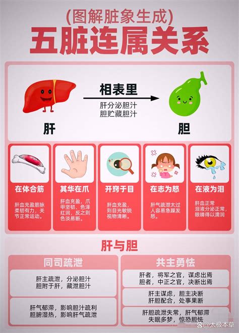 探秘五脏六腑：互为表里的神秘关系 功能 体用 结构