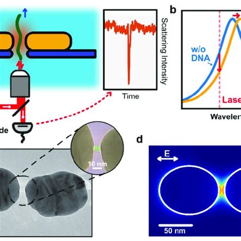 Plasmonic Nanopores For Single Molecule Optical Sensing A Schematic