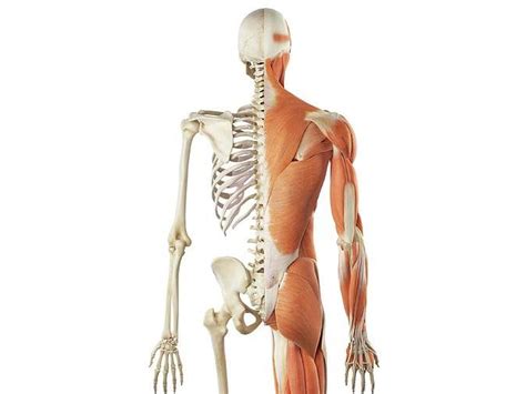 Igcse Pe Skeletal And Muscular System Powerpoint Teaching Resources