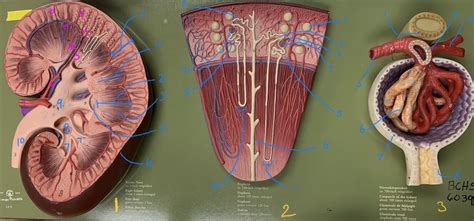 Anatomy Final Diagram Quizlet