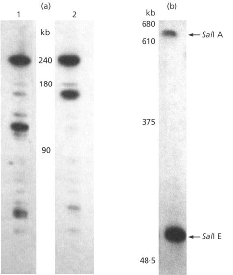 A Smal Hybridization Fingerprint For Sall C And Sall D Fragments