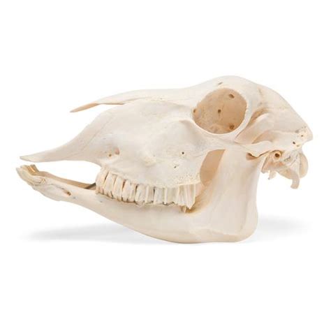Home And Living Sheep Skull Taxidermy And Curiosities Home Décor Pe