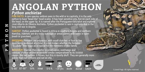 Python Anchietae Angolan Python Cards And Enclosure Labels Exotic