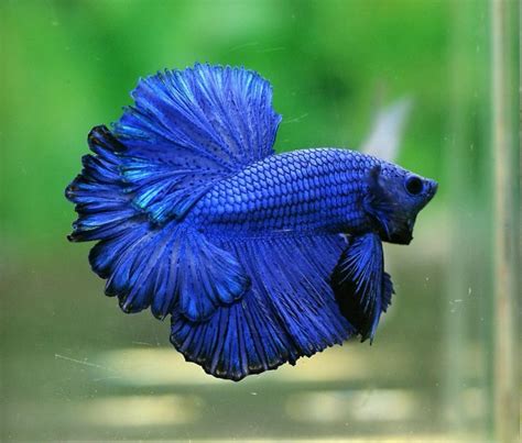 Harga Ikan Laga Betina