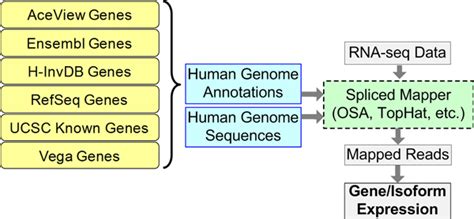 Workflow Of Typical Rna Seq Spliced Alignment Pipeline A Spliced Download Scientific Diagram