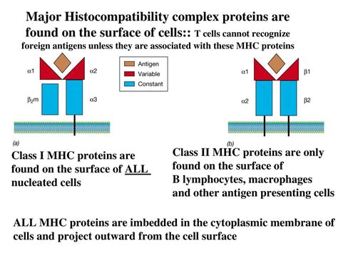 The Specific Immune Response Continue Ppt Download