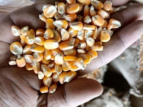 Dry Maize High In Protein At ₹ 25kg Kolkata Id 2856833234330