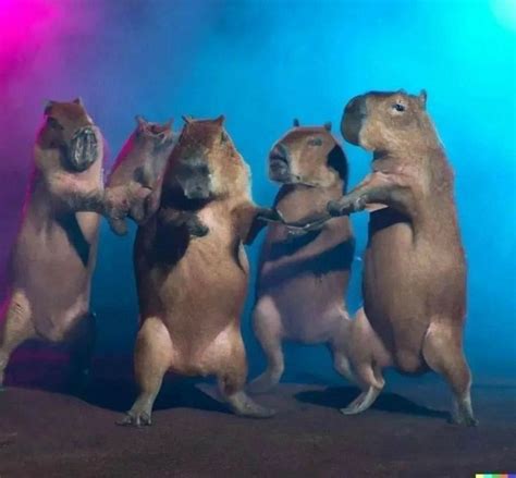 Capybara Dancing Hintergrund