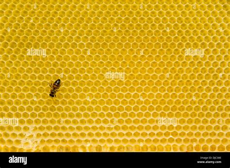 Honeycomb Pattern Hi Res Stock Photography And Images Alamy