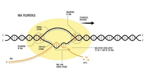 Rna Polymerase Function And Definition Technology Networks
