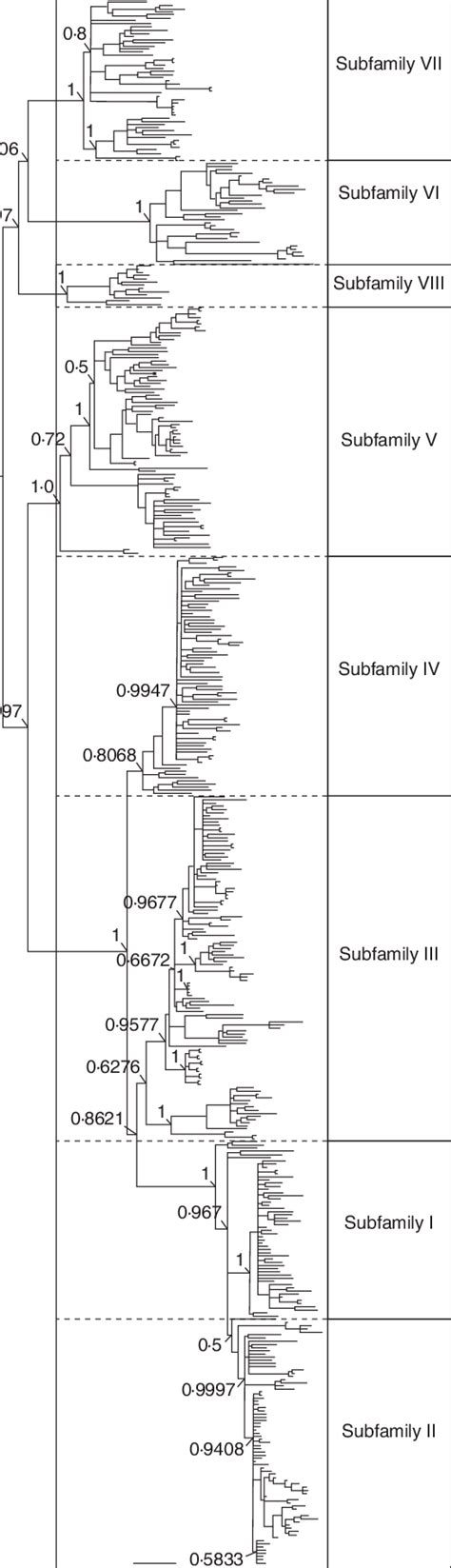 Majority Rule Consensus Tree Based On Bayesian Mcmc Analysis Of The