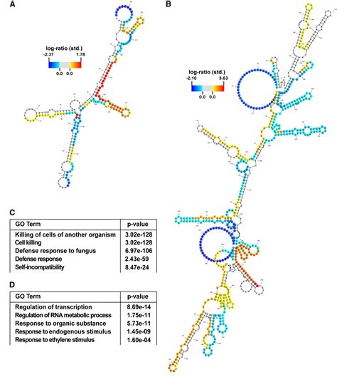Figure 1 From Regulatory Impact Of Rna Secondary Structure Across The