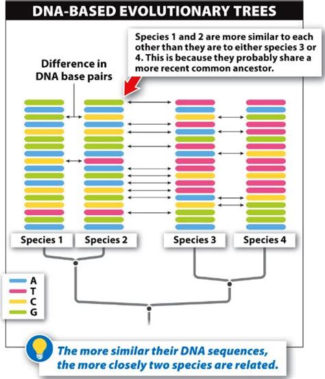 Similar Dna Sequences