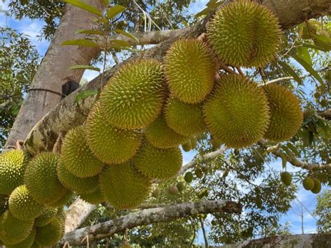 Durian Fruit Farming In The Philippines A Profitable Business