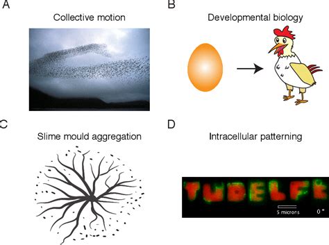 Figure 1 1 From Collective Dynamics And Pattern Formation In Systems Of