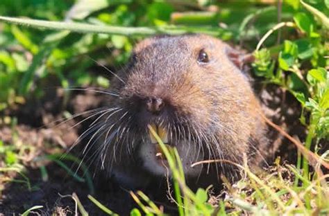 4 Factors To Look For In A Gopher Control Service Debrabernier 4 Factors To Look For In A Gopher Control Service Debrabernier