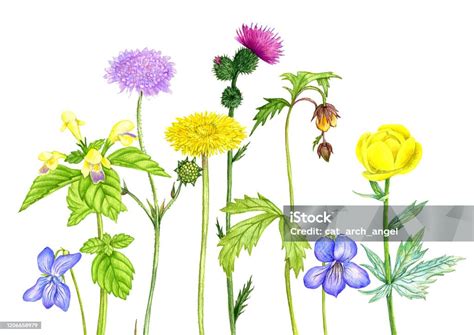 Wild Plants And Flowers Drawing By Colored Pencils Stock Illustration