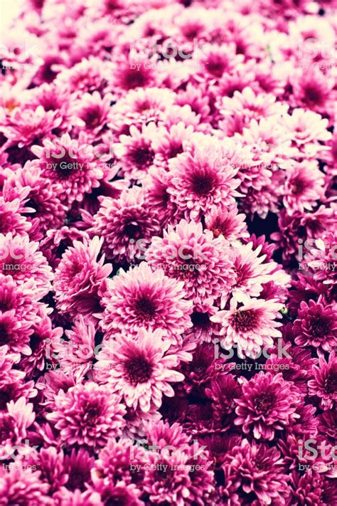 1500 Flowers Wallpapers Page 2