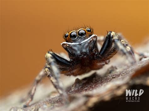 what is the best flash for macro photography wildmacro extreme