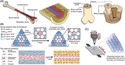 Fabrication Of Vascularized Bone Tissue By Extrusion‐based Bioprinting Download Scientific