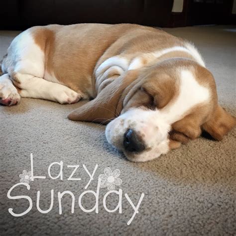 Mysundayphoto Lazy Maisy Rachelswirl