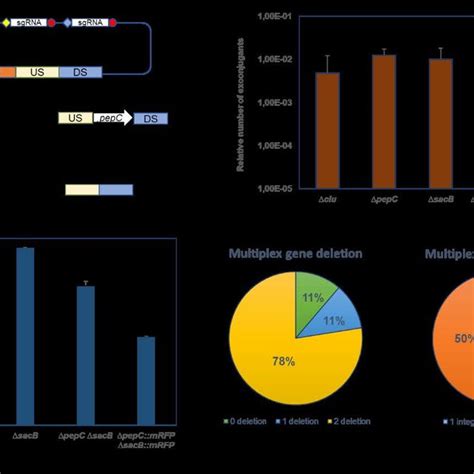 Crispr Cas9 Based Multiplex Genome Editing A Schematic Overview Of Download Scientific