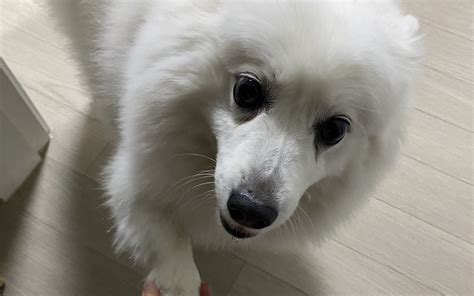 강아지 이름 Top 10 좋은 이름 짓는 방법 4가지 비마이펫 라이프